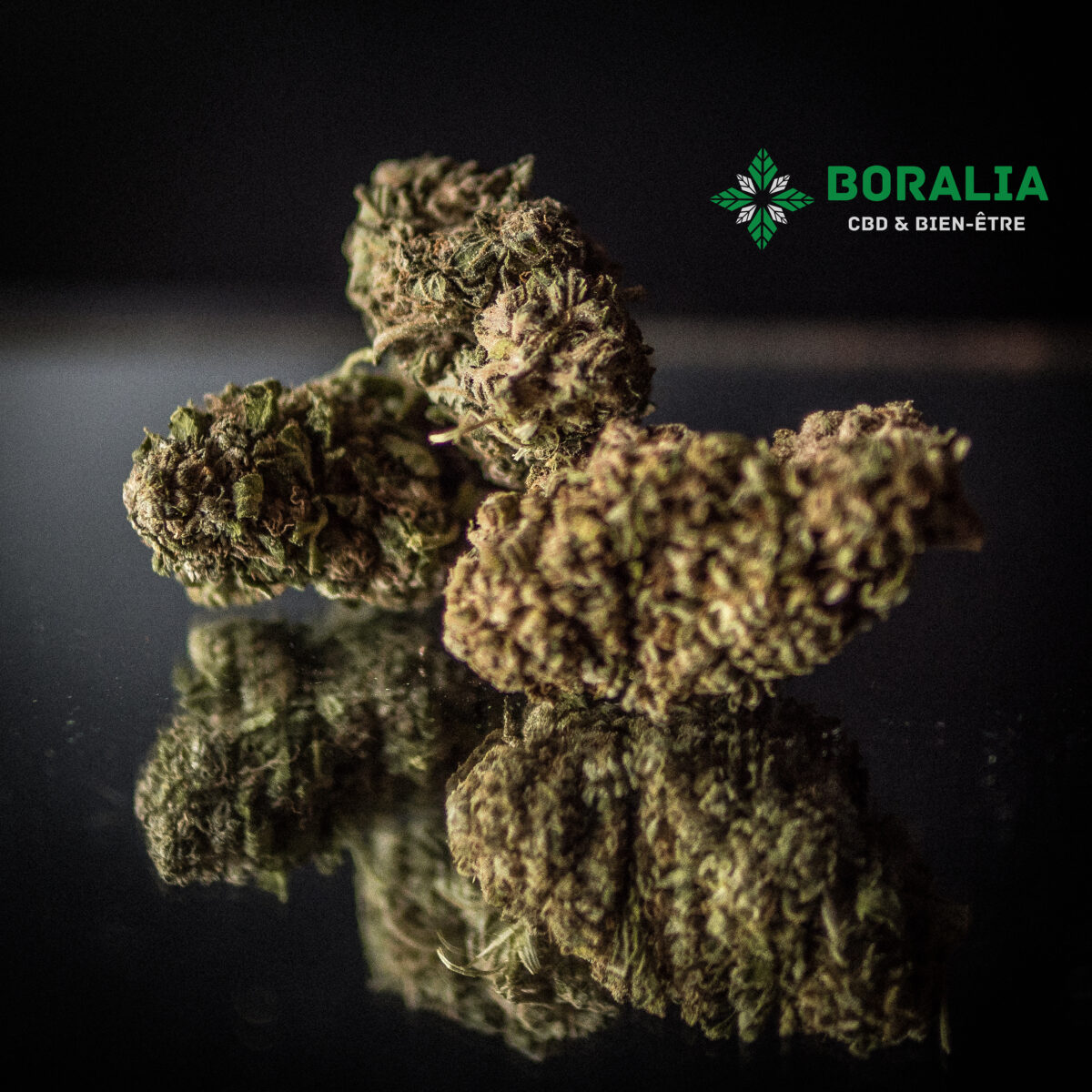 White Widow CBG Outdoor - Boralia - CBD Shop Paris 15